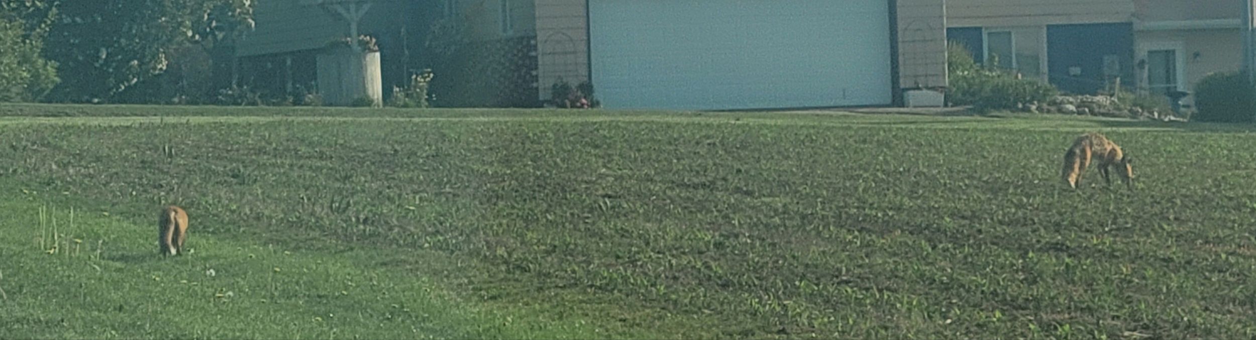 Fox – In the "Wilds of Wisconsin & Cornfields of Iowa"